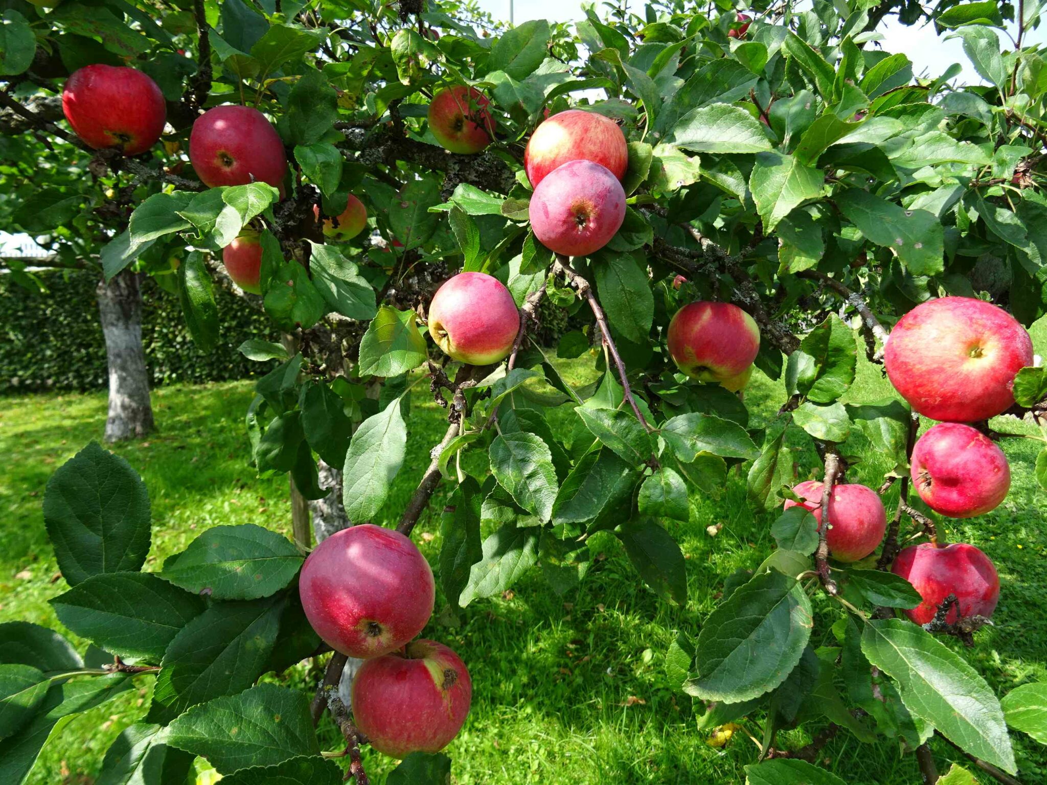 Ernte – Beiß nicht gleich in jeden Apfel – Irmgarteichen.net